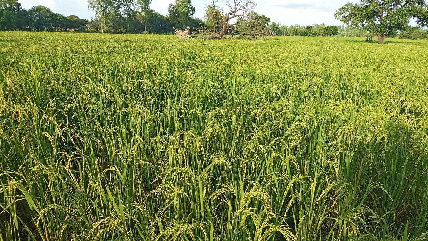 Mairie de Solenzo - Commune de Solenzo