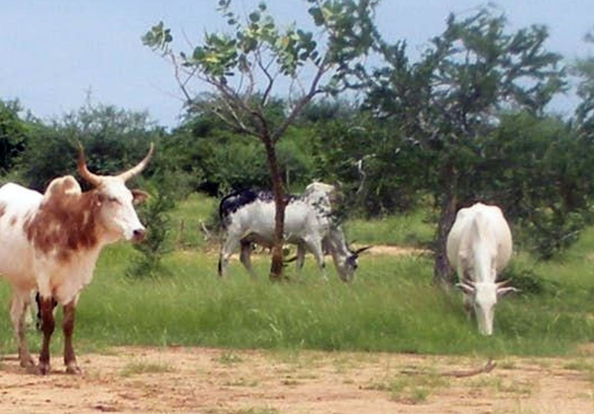 Les potentialités de la commune - Commune de Solenzo